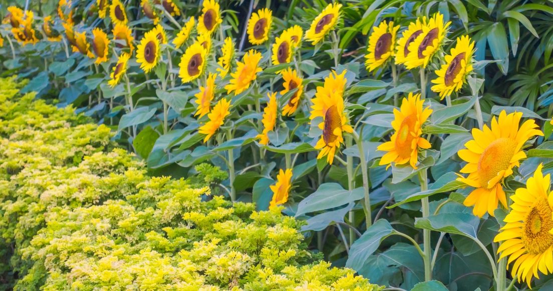 Sunflowers: Your Guide for Planting, Growing, and Harvesting - The Habitat