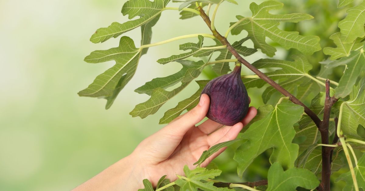 The Home Gardener's Guide to Growing Figs - The Habitat