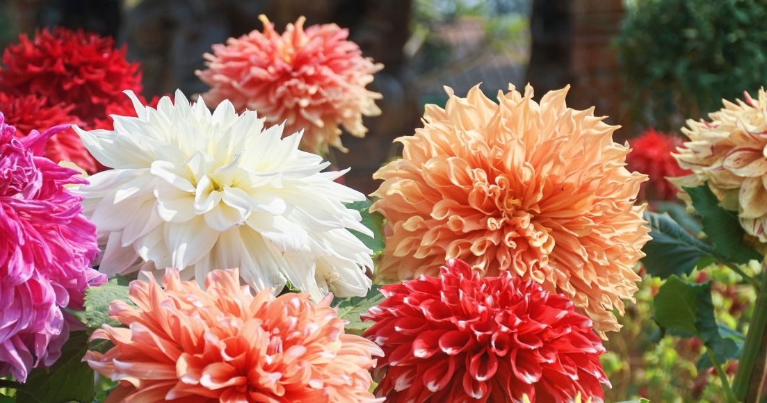 10 Delightful Dahlia Varieties - The Habitat