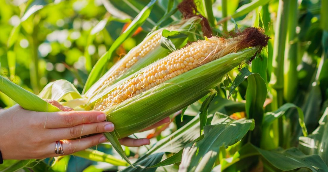 Growing and Harvesting Your Corn Crop - The Habitat