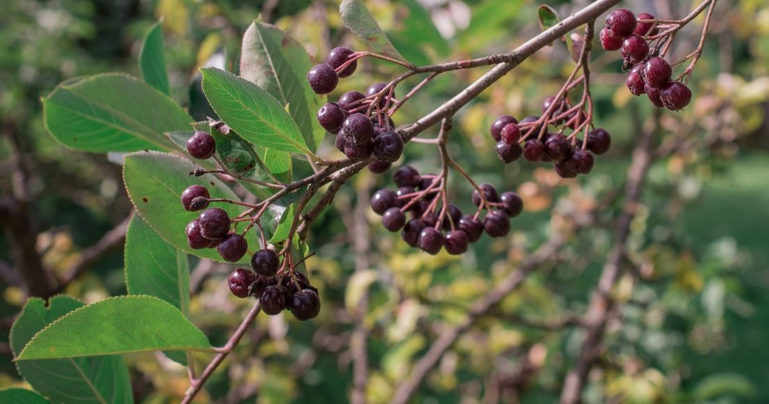 Grow the Beautiful Arrowwood Viburnum Tree - The Habitat