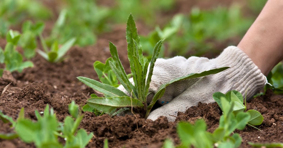 Creative Methods for Controlling Weeds - The Habitat