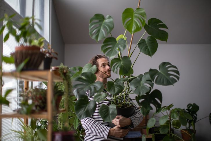 The Ultimate Guide to Growing Your Monstera Plant Indoors - The Habitat
