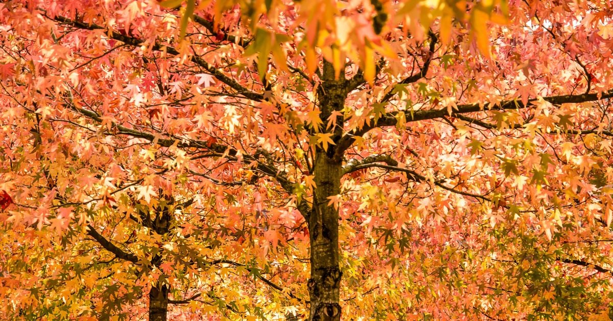Growing Your Own Sweetgum Tree - The Habitat