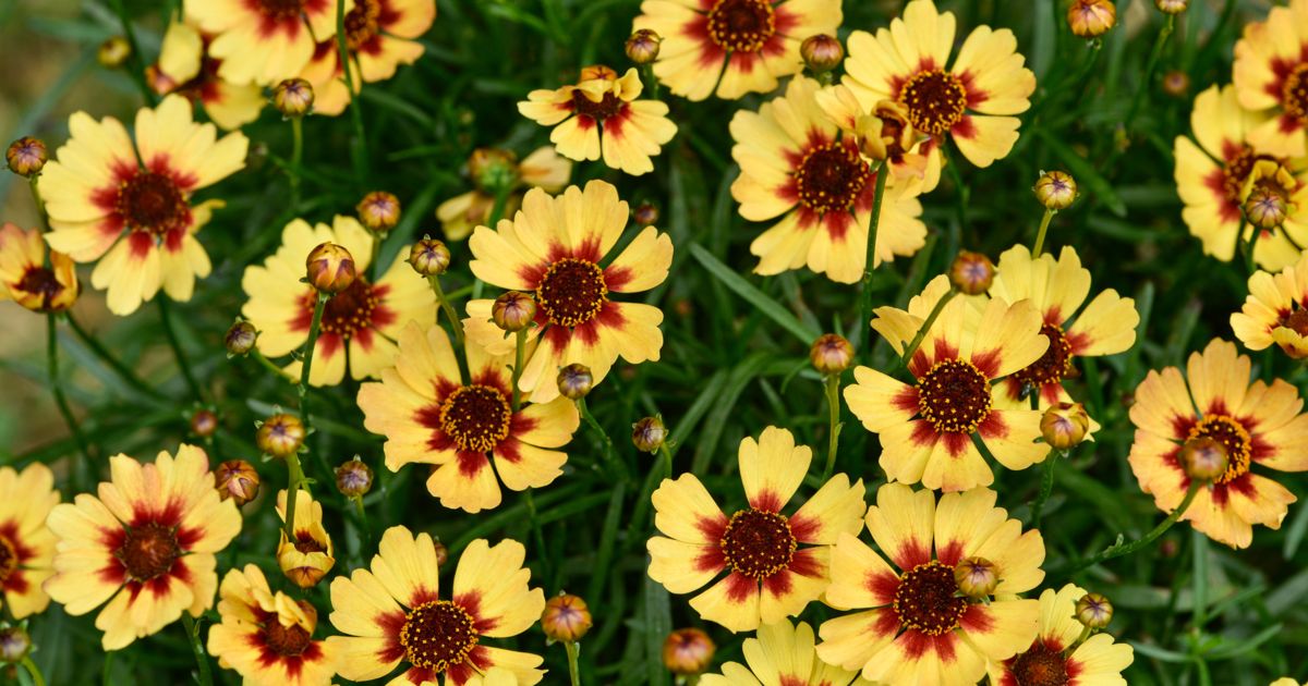 The Ultimate Calliopsis Growing Guide - The Habitat