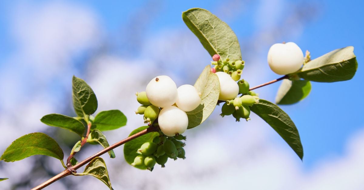 Grow Snowberry in Your Garden This Year - The Habitat