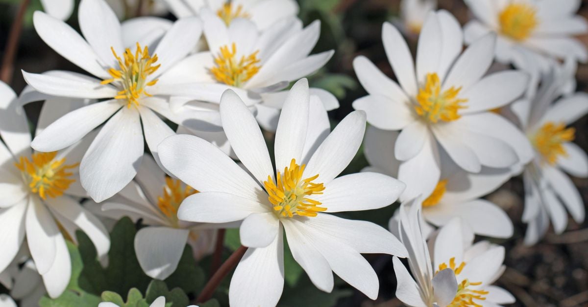 How to Grow Your Own Bloodroot Plant - The Habitat