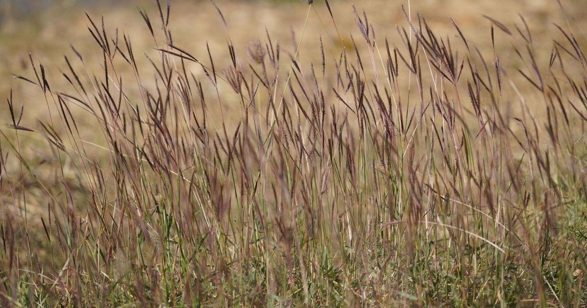 Growing Big Bluestem: A Helpful How-To Guide - The Habitat
