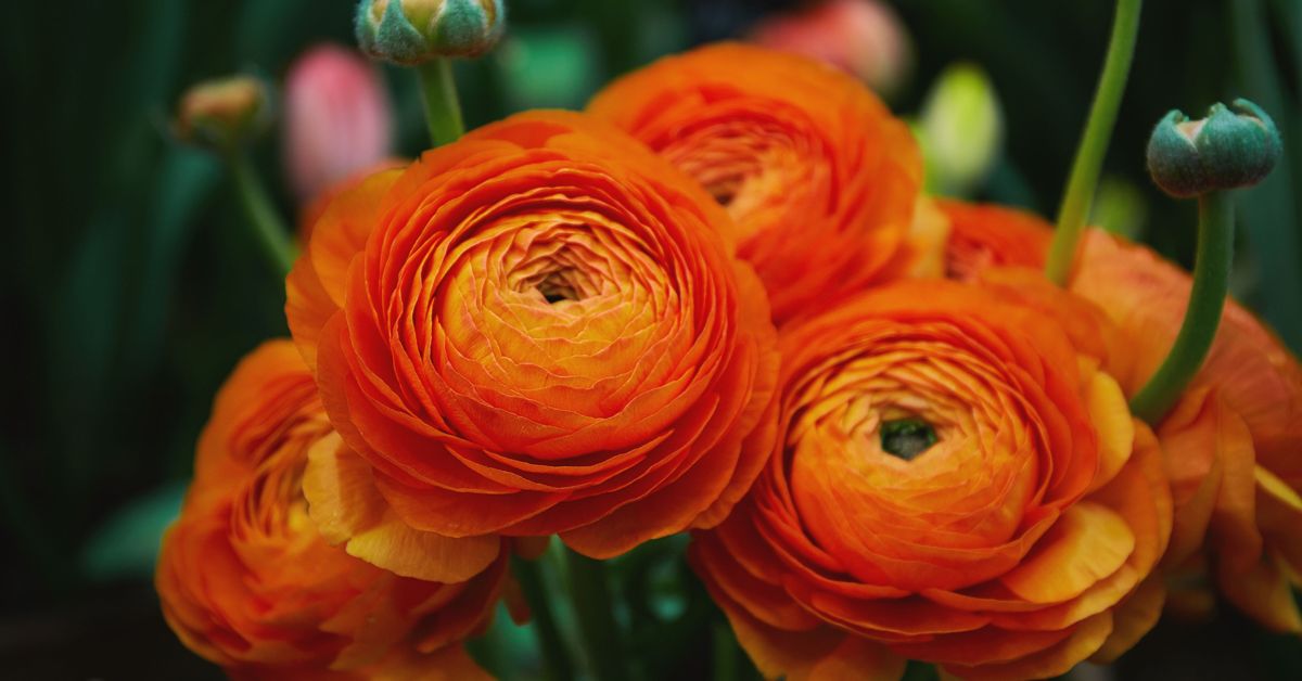 How to Grow Ranunculus - The Habitat