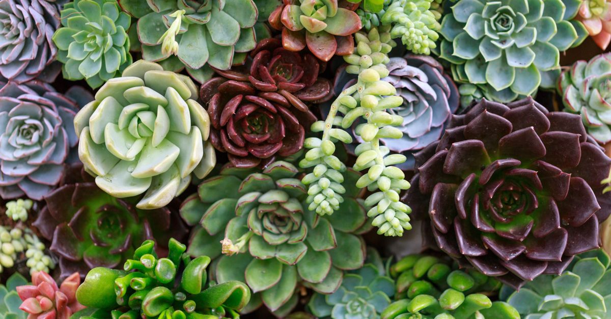 Succulent 101: FAQs for Beginners - The Habitat