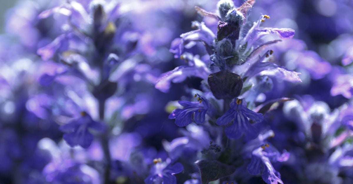 Great Groundcover: How to Cultivate Ajuga - The Habitat