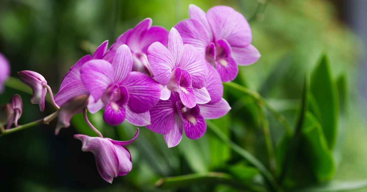 Orchid Care 101: A Comprehensive Guide for Beginners - The Habitat