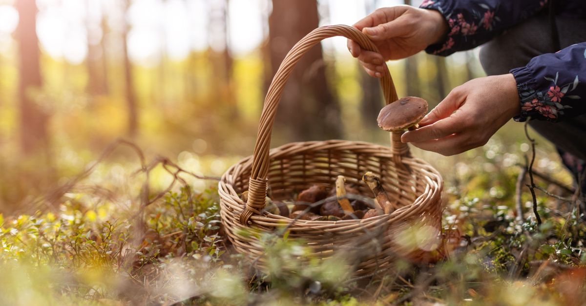 The Essential Mushroom Foraging Guide - The Habitat