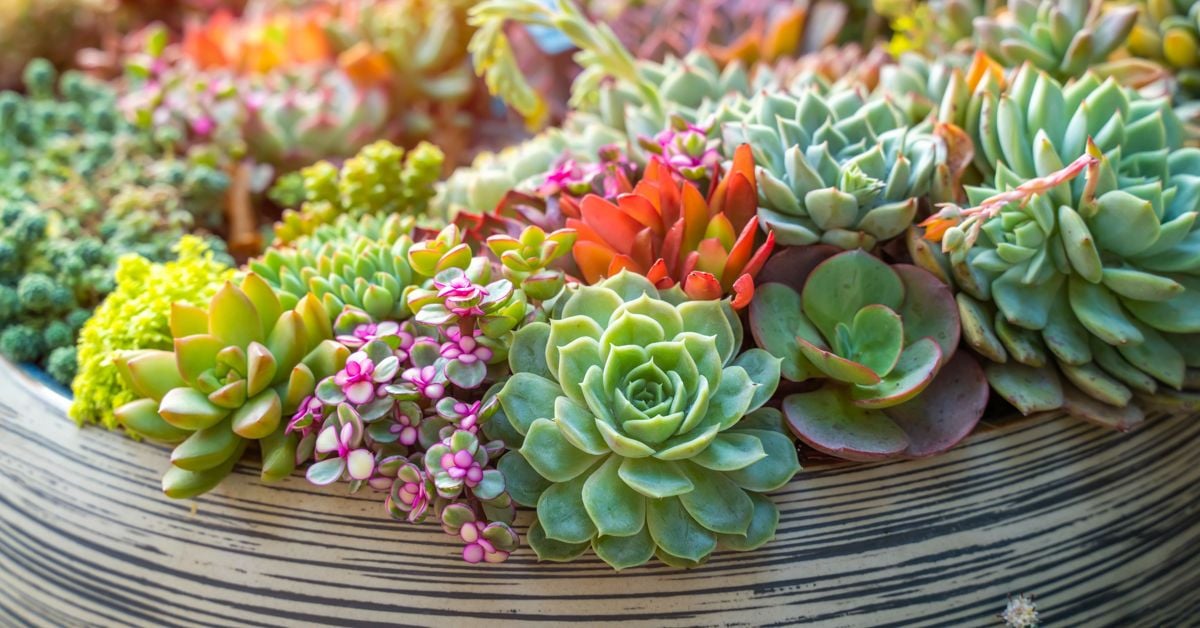 The Most Beautiful Succulent Varieties - The Habitat