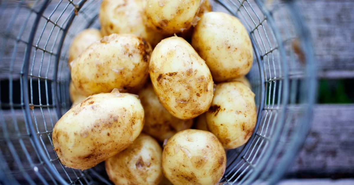 How to Build Your Own Potato Tower - The Habitat