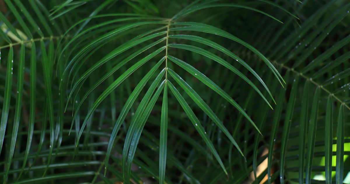 Growing a Robellini Palm Indoors - The Habitat