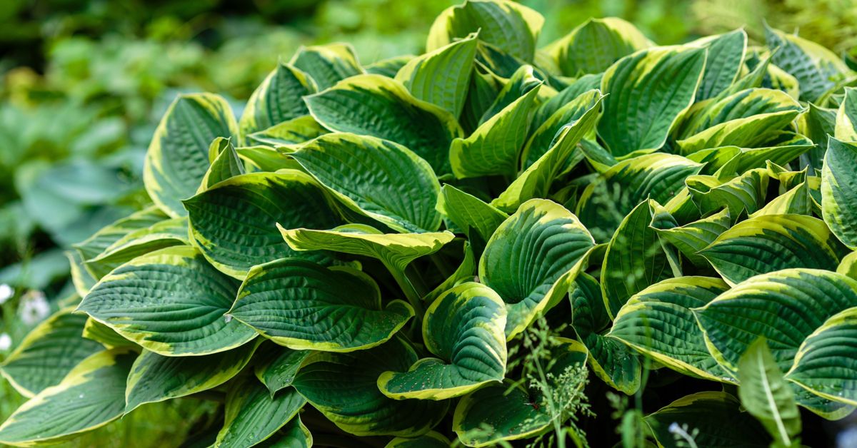 The Most Desirable Hostas for Your Shade Garden - The Habitat