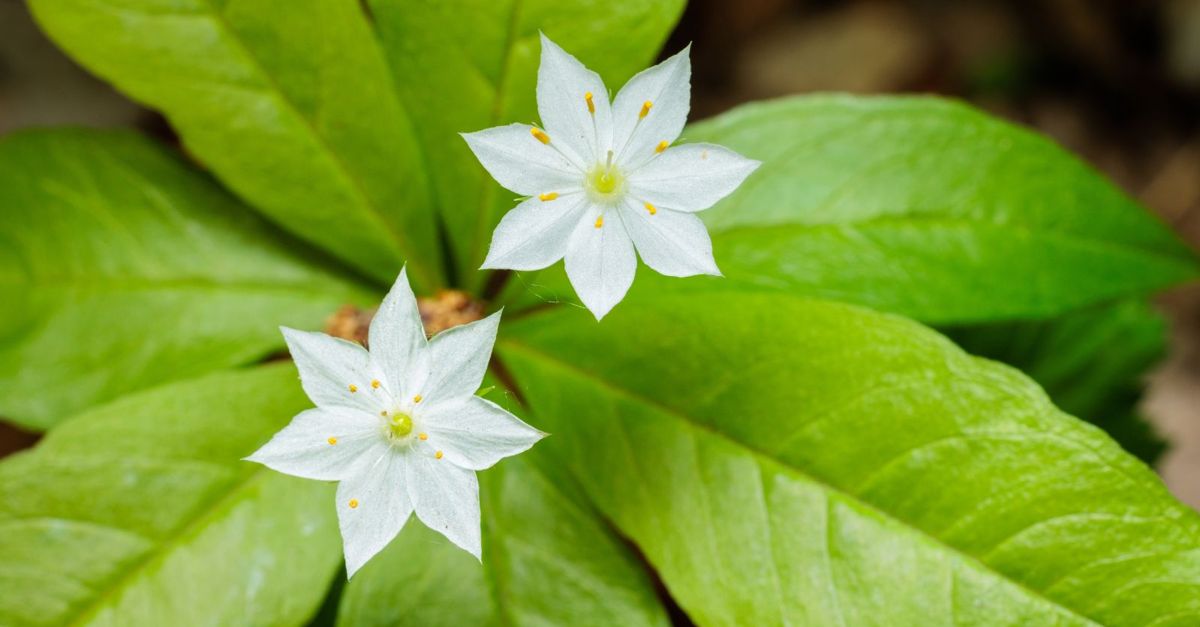 How to Care For the Starflower Plant - The Habitat