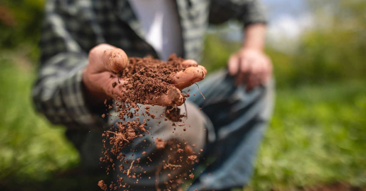 Everything You Need To Know About Loam Soil - The Habitat