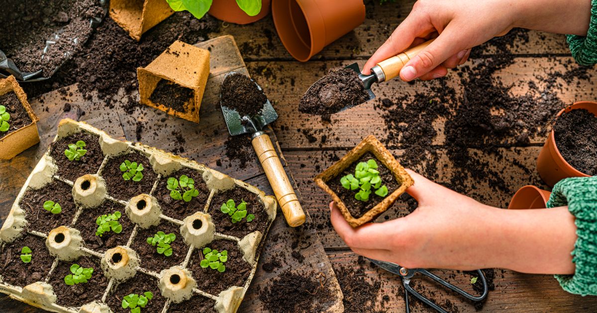 Start Your Vegetable Garden Indoors - The Habitat