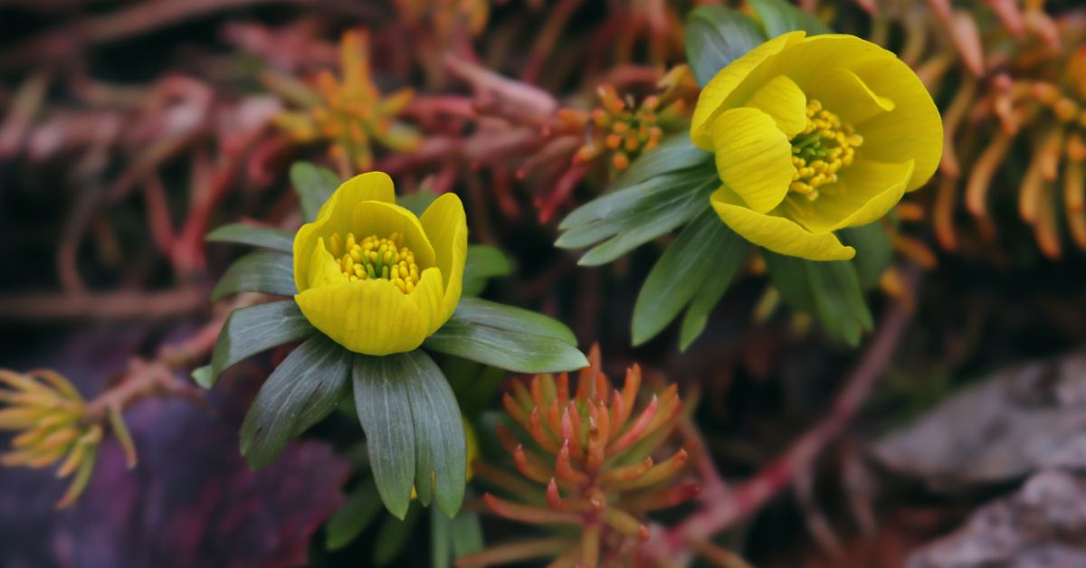How to Grow Eranthis in Your Garden - The Habitat