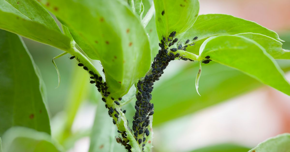 Uncovering the Secrets of Aphid Control - The Habitat
