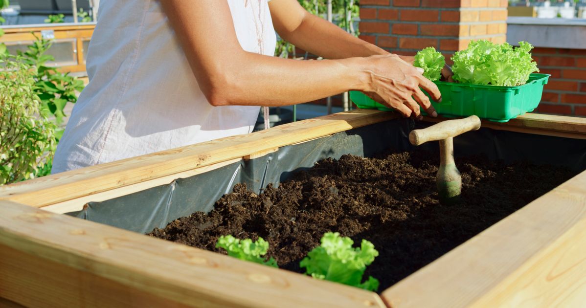 What You Need To Know About Hotbed Gardens - The Habitat