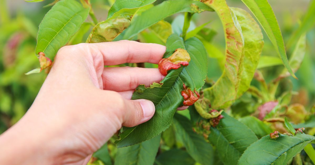 10 Garden Diseases to Identify and Treat - The Habitat