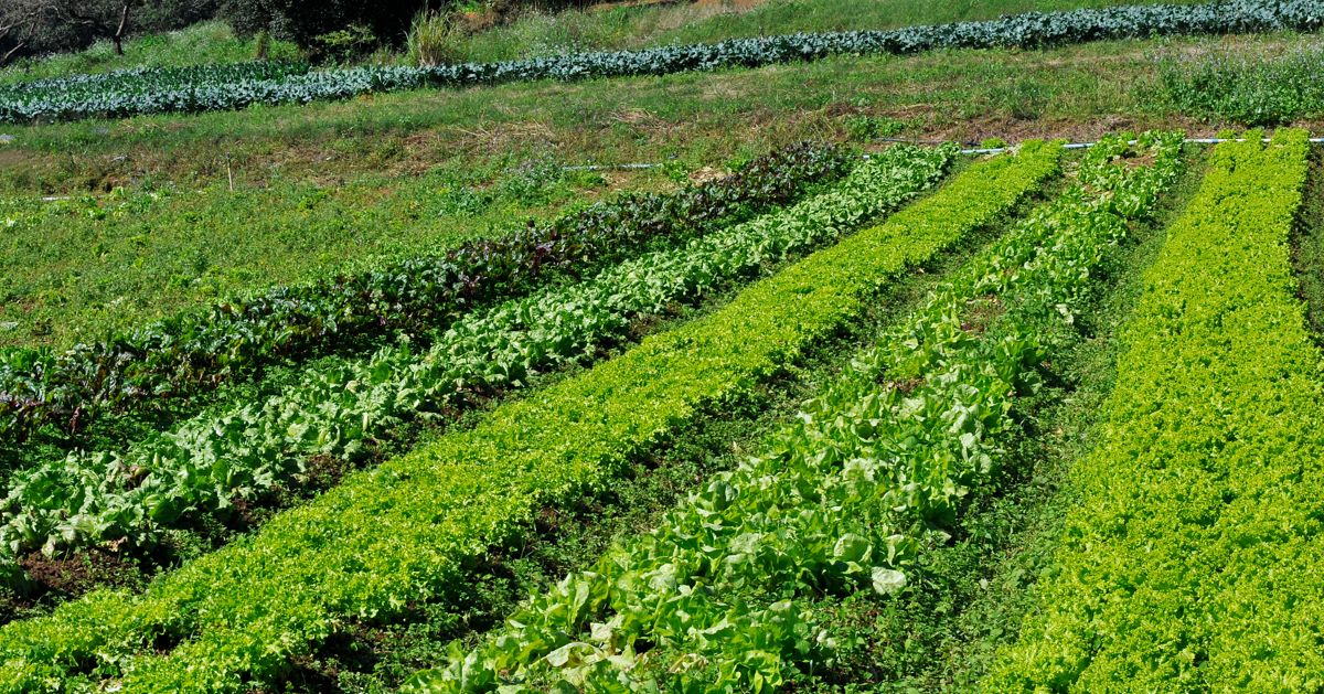 All About Cover Crops - The Habitat