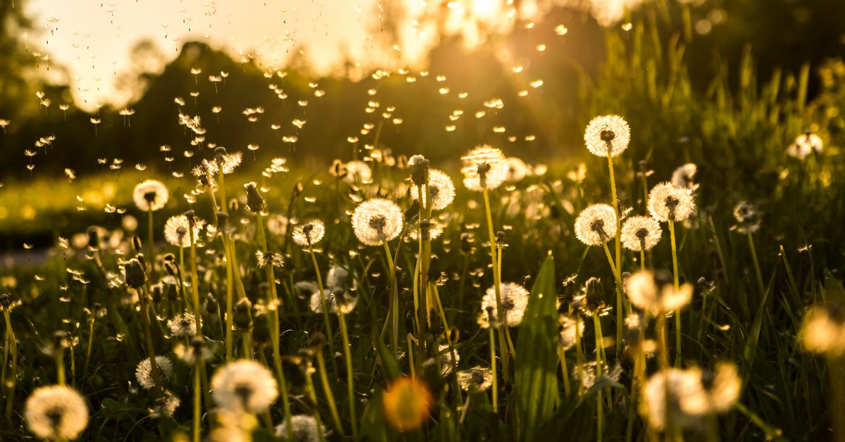 So Much To Know About Dandelions - The Habitat