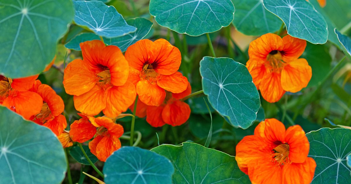 How To Grow Nasturtium In Your Garden - The Habitat