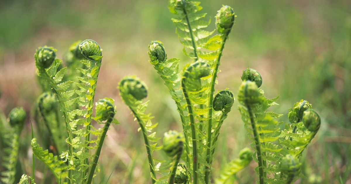 How to Grow Fiddleheads for Your Harvest Table - The Habitat