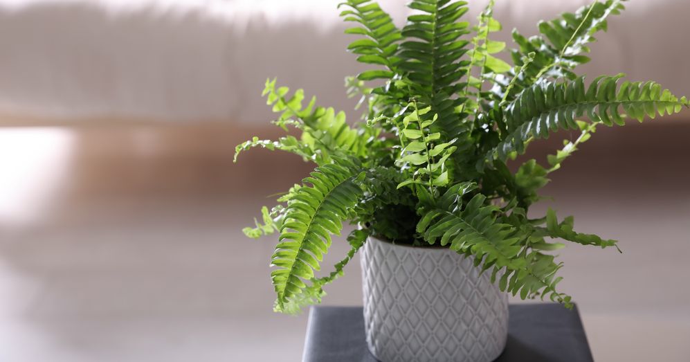 Guide to Caring for Indoor Ferns - The Habitat