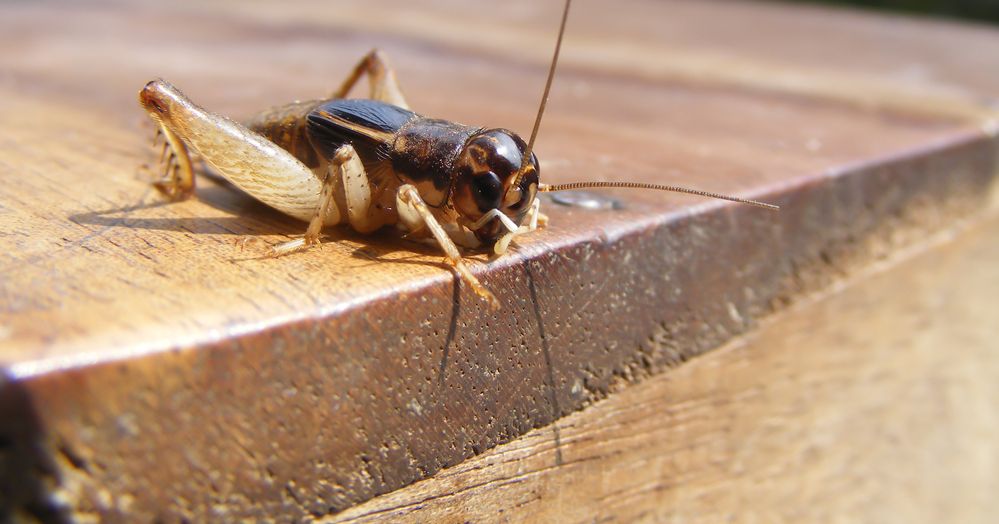 How to Catch a Cricket Inside a Building - The Habitat
