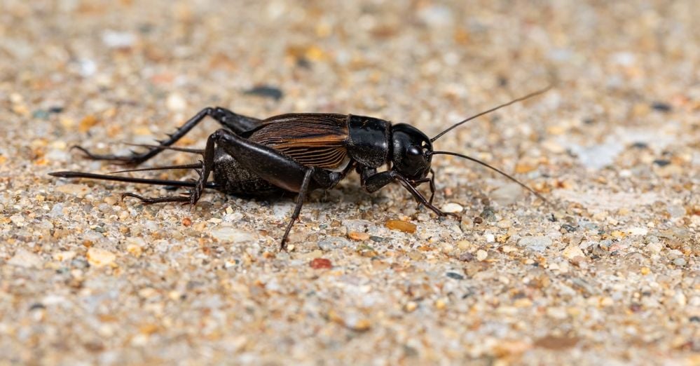 How to Get Rid of a Cricket Loose in Your House - The Habitat