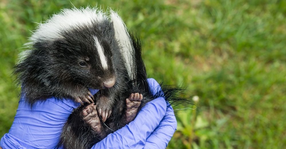 12 Ways to Make Skunks Leave your Yard or Garden - The Habitat
