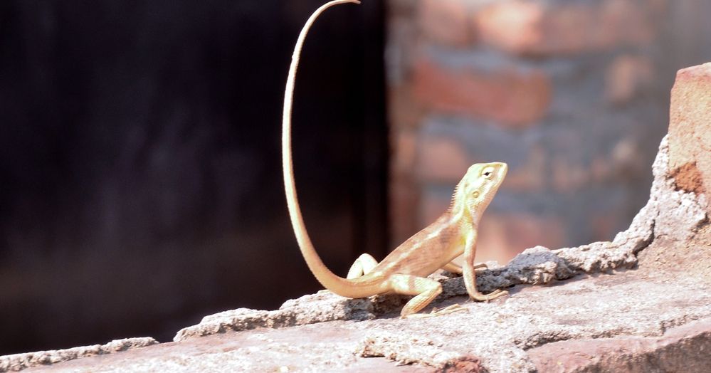 How to Keep Away Lizards - The Habitat