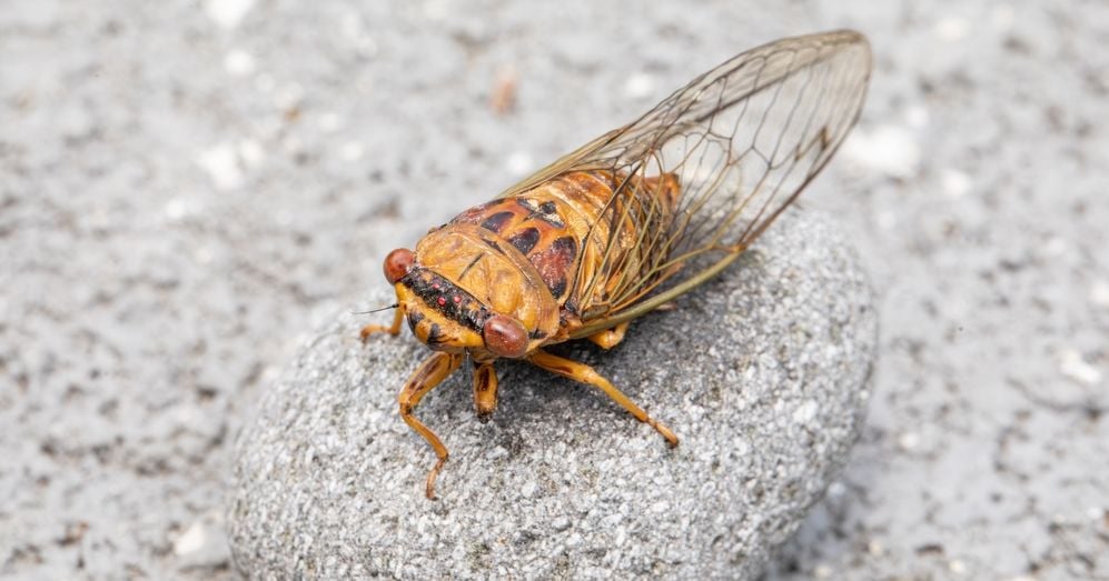 How to Get Rid of Cicadas (And, When Do They Come Out?) - The Habitat