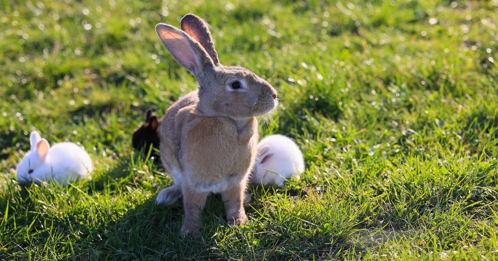How to Get Rid of Rabbits - The Habitat