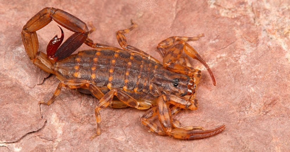 How to Kill a Scorpion - The Habitat