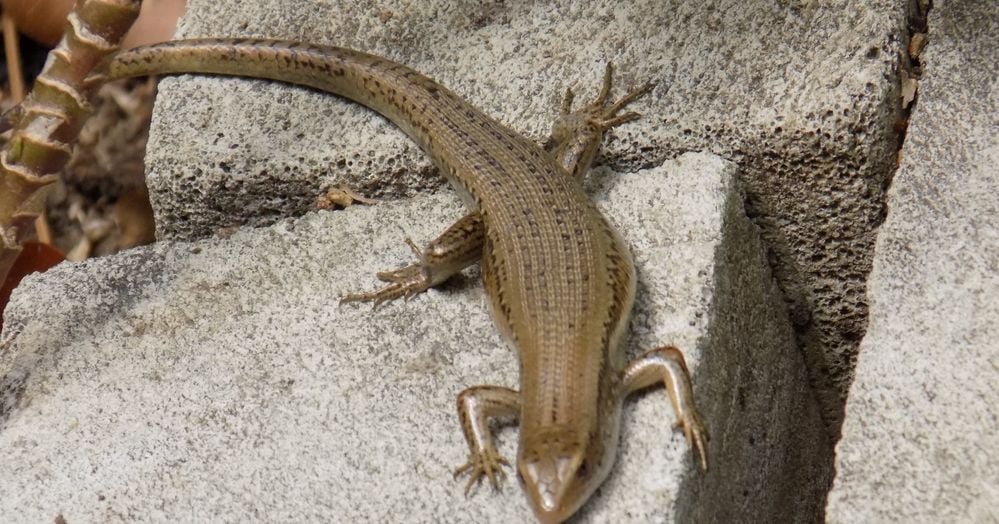 How to Chase Lizards out of Your House - The Habitat
