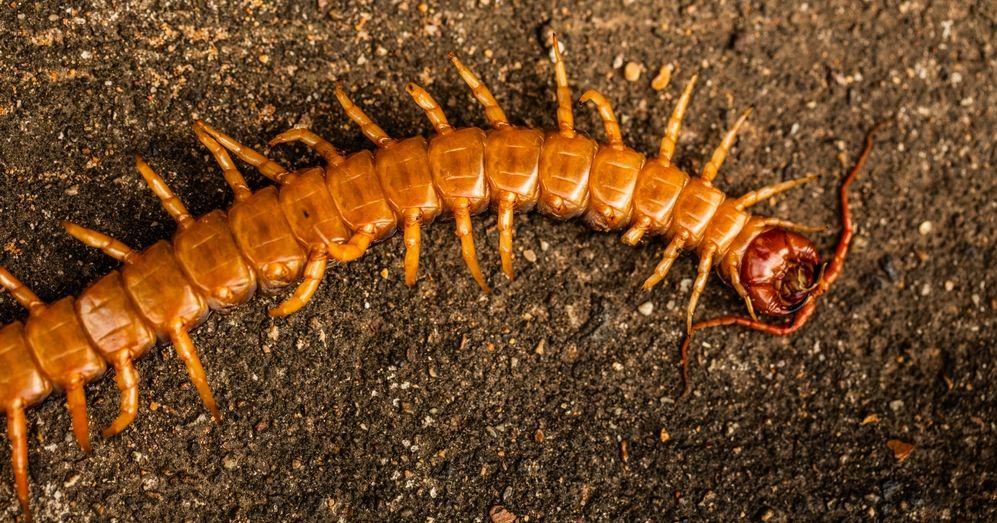 How to Kill House Centipedes Quickly - The Habitat