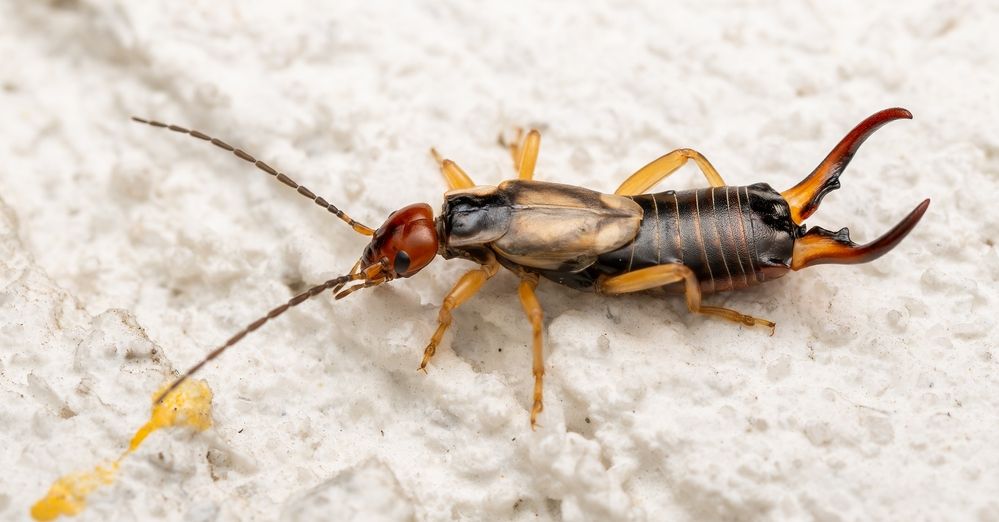 How to Get Rid of Earwigs - The Habitat
