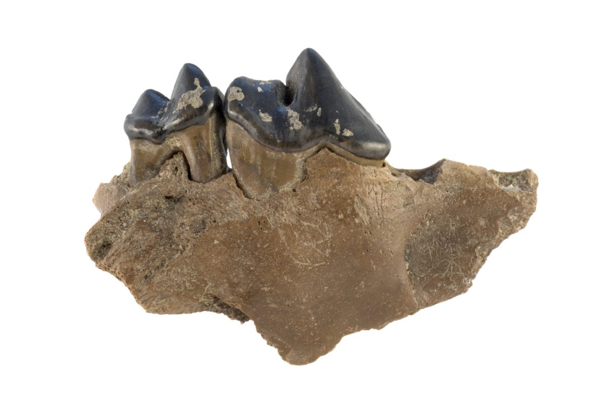 What Is A Dire Wolf? Dire Wolf Facts - The Habitat