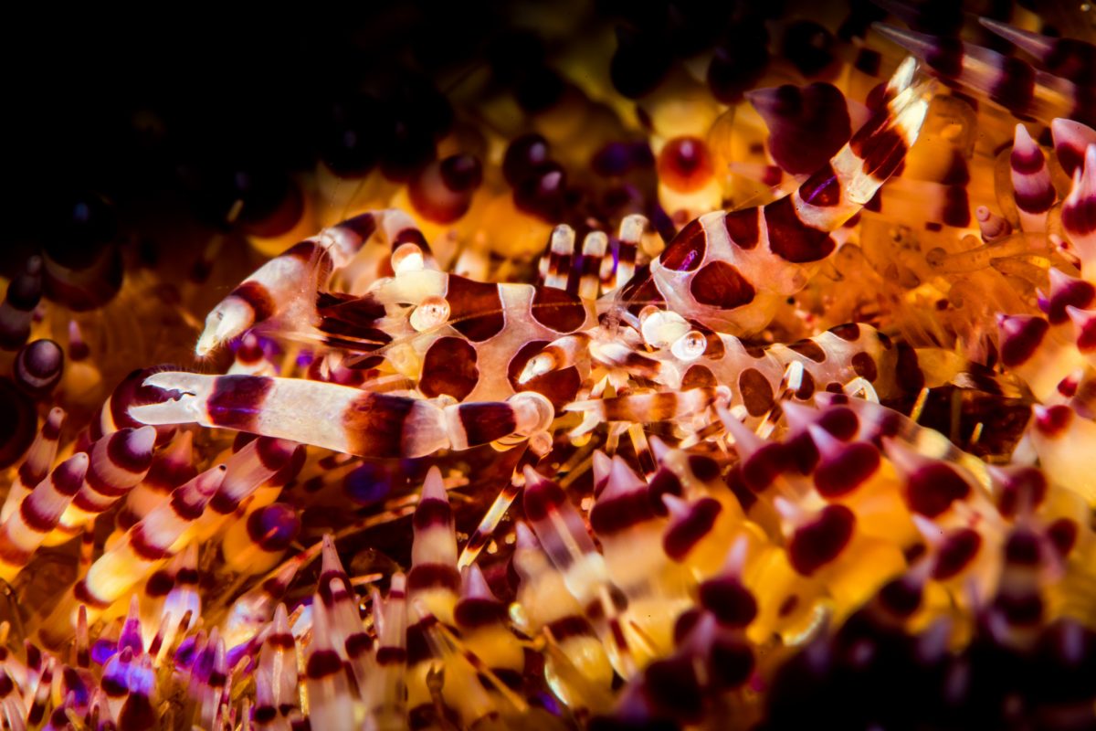 What Is Commensalism? - The Habitat