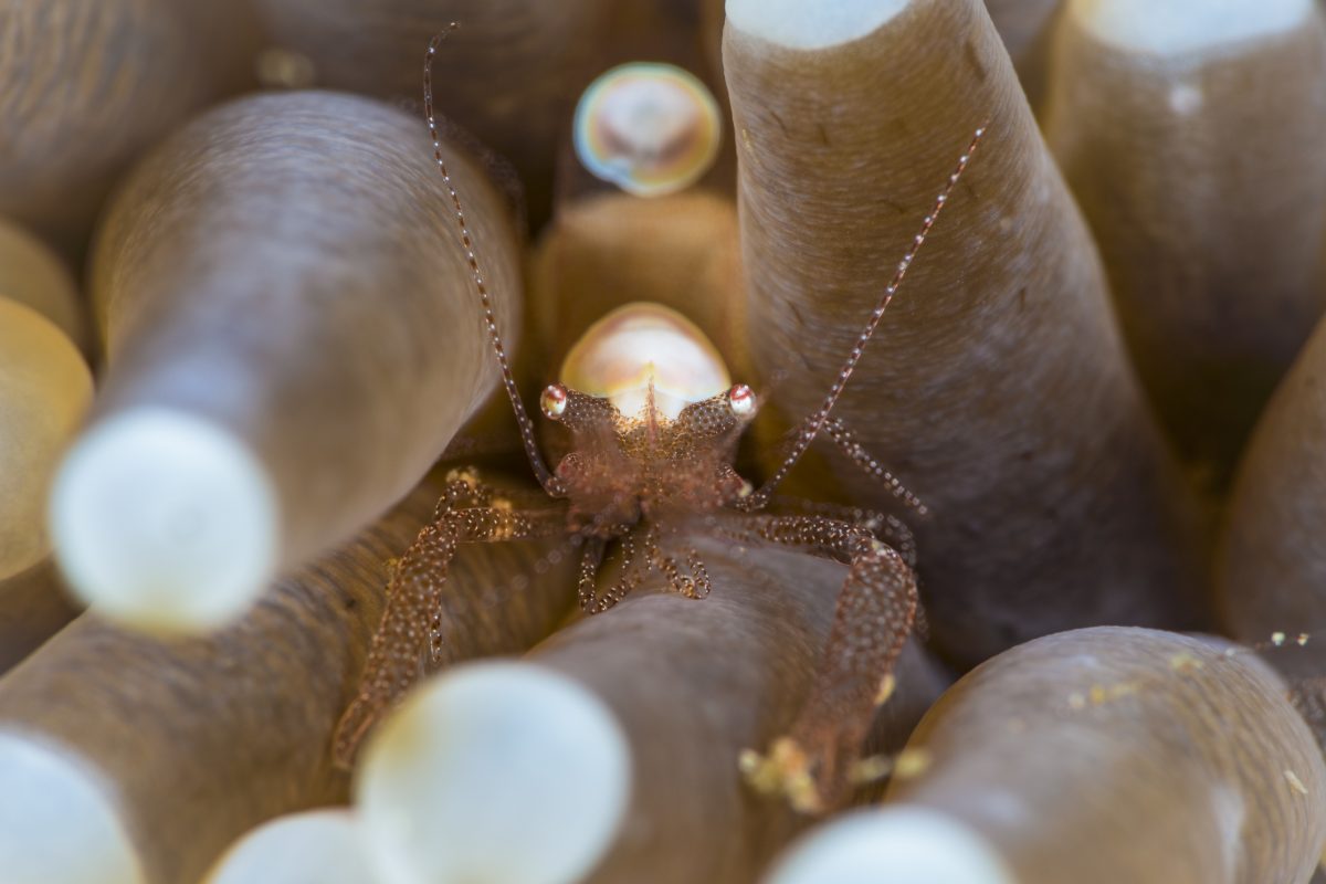 What Is Commensalism? - The Habitat