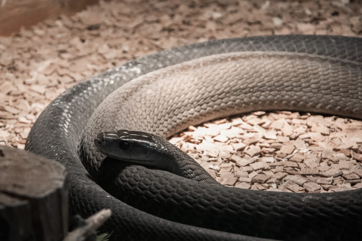 What Are the Most Venomous Snakes in the World? - The Habitat