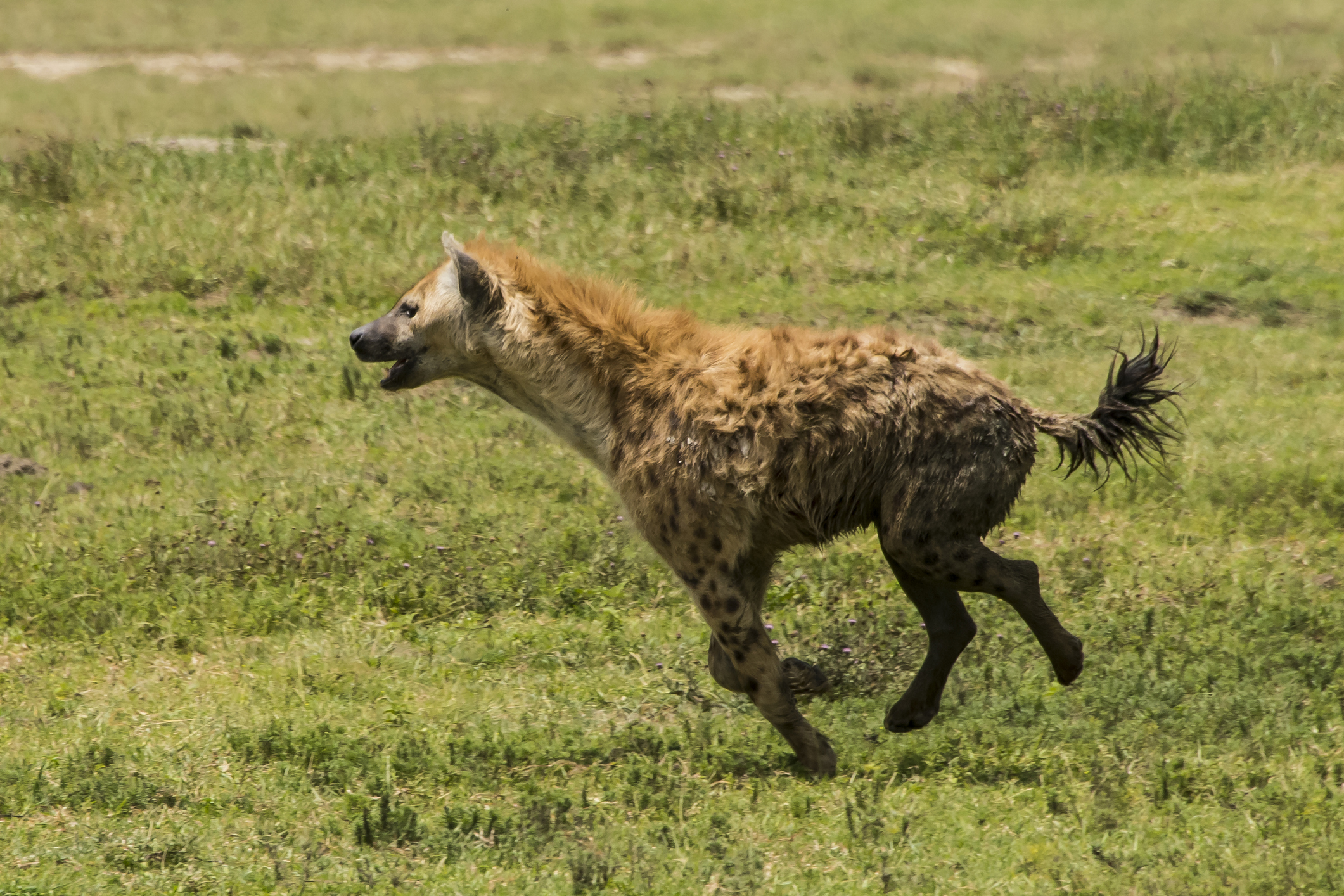 What is a Chupacabra? - The Habitat