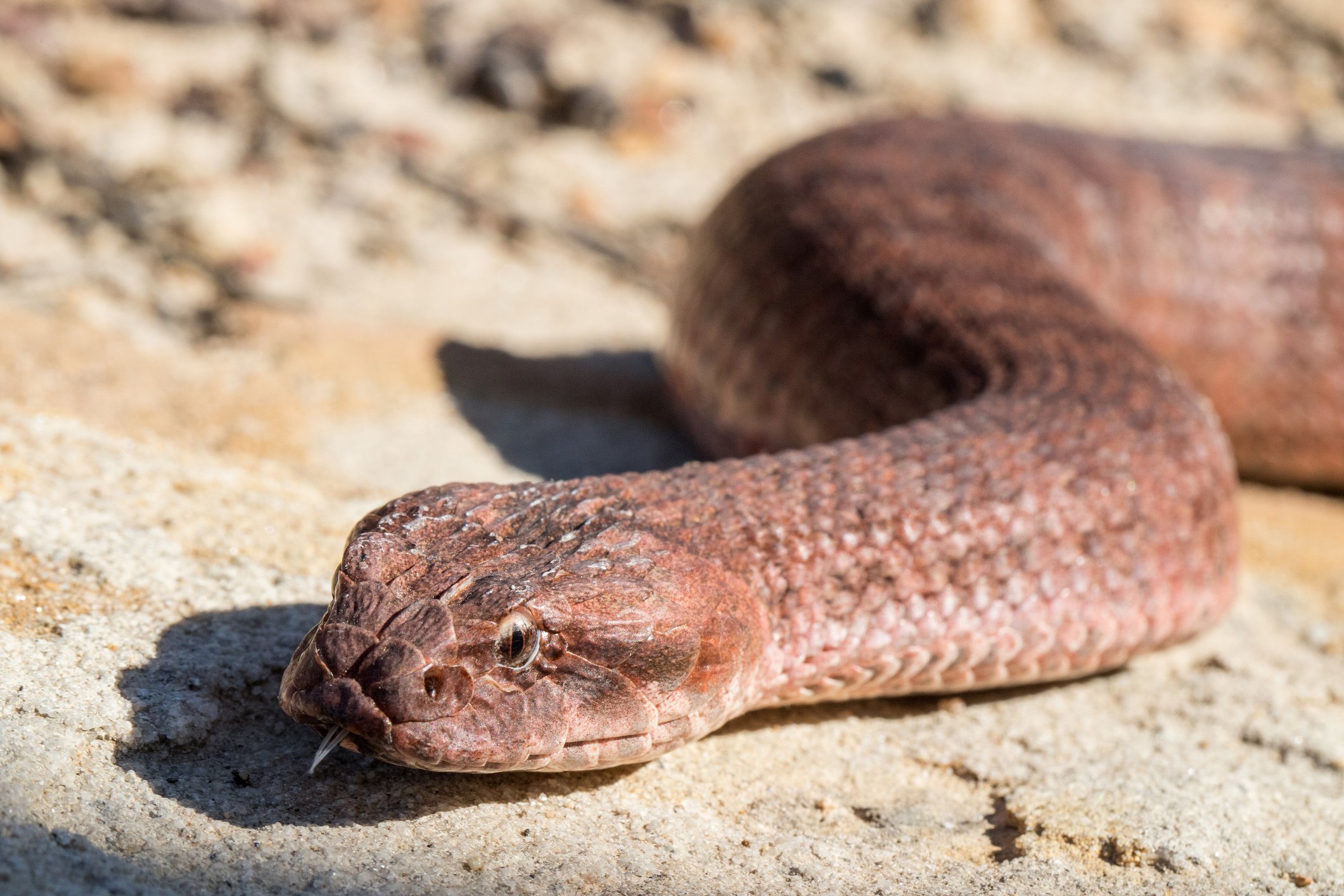 What Are the Most Venomous Snakes in the World? - The Habitat