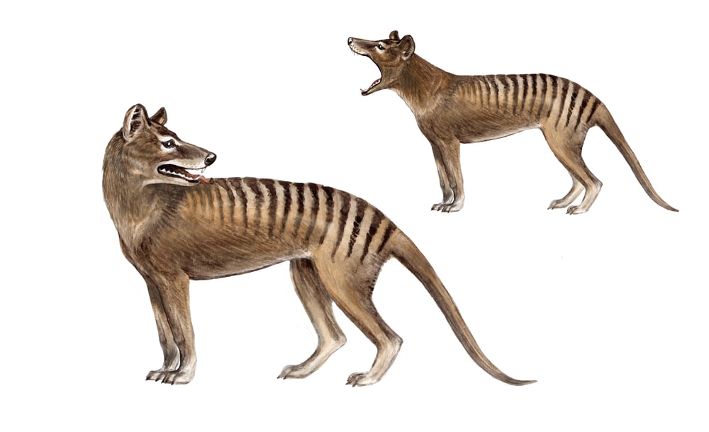 What Are the Best Known Cryptids From Around the World? - The Habitat